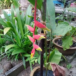 Benih heliconia pendula /sepit udang /lobster claw /pokok bunga cantik ...