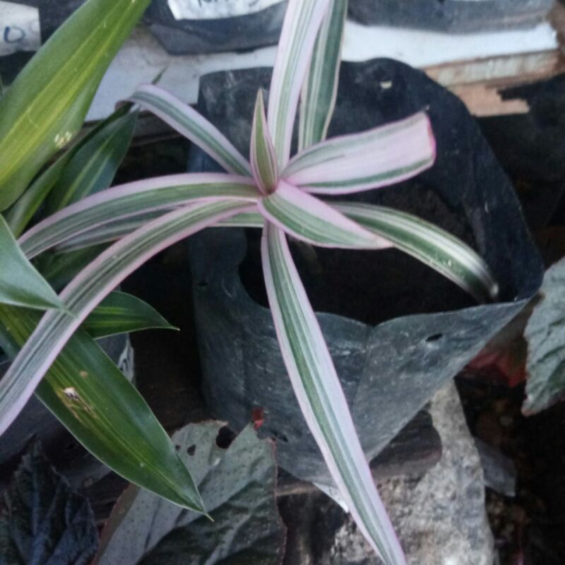 pokok Bunga cantik Dan murah | Shopee Malaysia