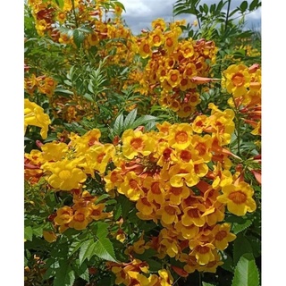 GO GREEN TECOMA SPARKY BELL TECOMA ORANGE HYBRID TECOMA RED FIRE LIVE ...