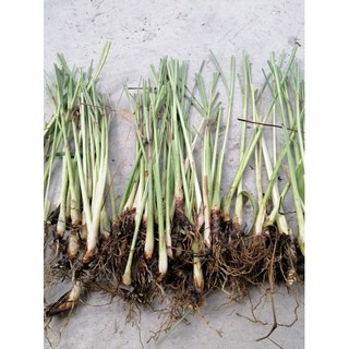 11 POKOK / POKOK SERAI / BENIH SERAI / SERAI / BENIH POKOK SERAI ...