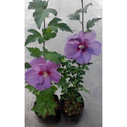 Anak Pokok Bunga Raya Purple(Ungu Muda)/Yellow/ Merah ( Jambul ...