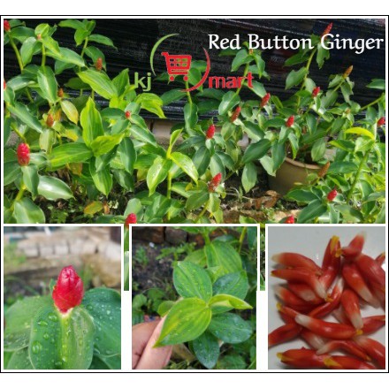 Red Button Ginger Costus Woodsonie Setawar Halia Merah Bunga Gincu ...