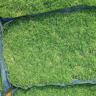 Rumput Jepun Japanese Grass Real Grass Rumput Hidup Pembekal Rumput ...