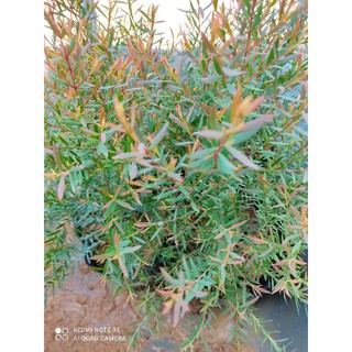 POKOK RHU WANGI (DAUN WANGI) | Shopee Malaysia