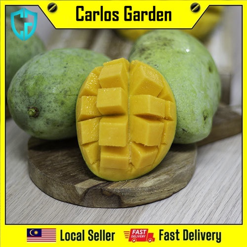 Anak Pokok Mangga Epal Apple Apel Pokok Kawin Cepat Berbuah Pokok ...