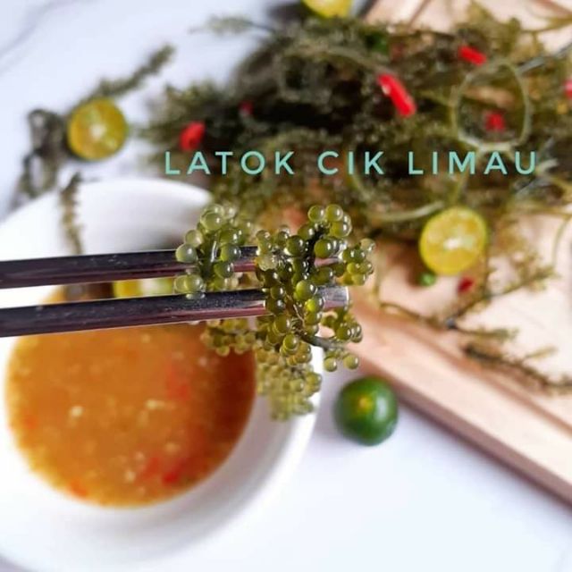 Latok Segar Dari Sabah | Shopee Malaysia