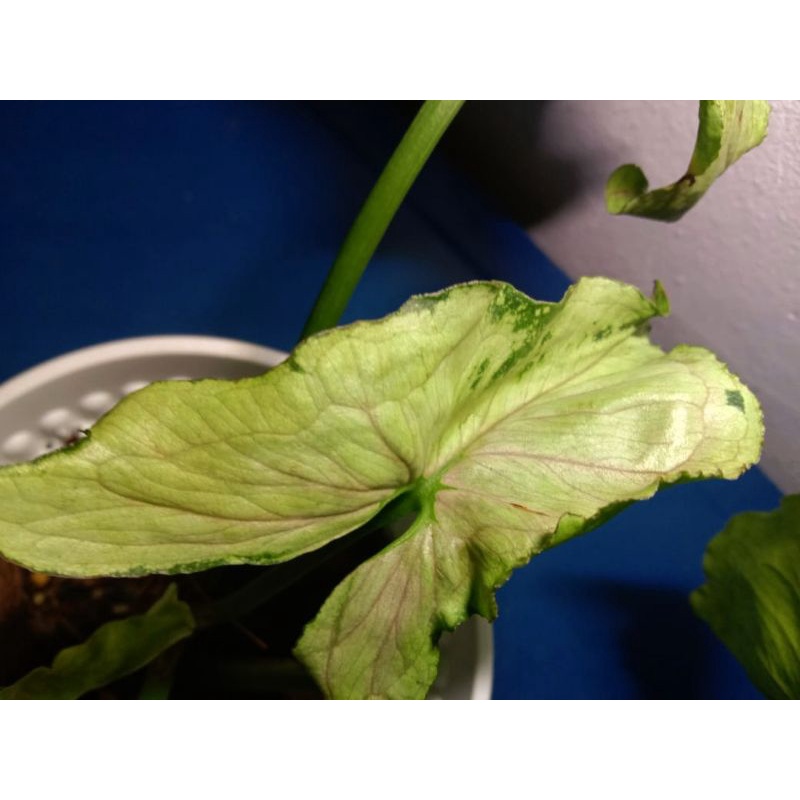 RARE Syngonium Red Yami | Shopee Malaysia