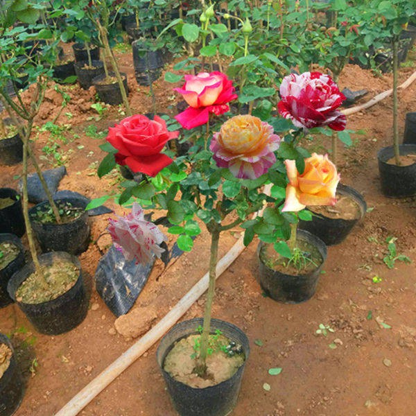 Bunga pokok bunga ros rak pokok bunga pokok benih pokok bunga rose ...