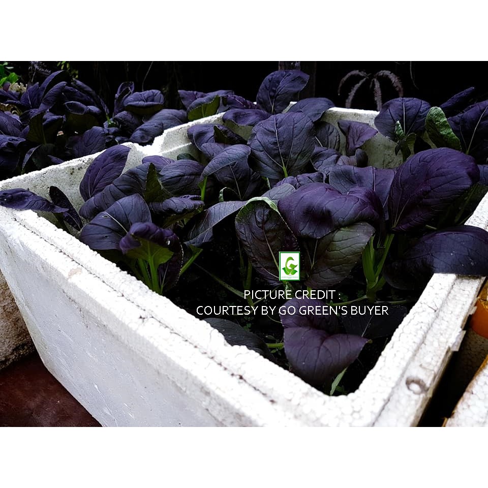 PURPLE PAK CHOY SEEDS BENIH PAK CHOI UNGU RARE SEEDS | Shopee Malaysia