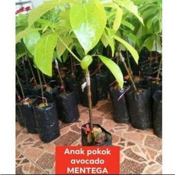 ANAK POKOK AVOCADO MENTEGA | Shopee Malaysia