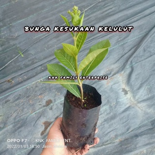 POKOK BUNGA KESUKAAN KELULUT | Shopee Malaysia