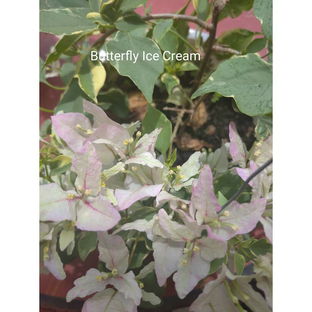 Pokok Bunga Kertas Butterfly Ice Cream .. Bunga Dwi Warna | Shopee Malaysia
