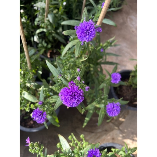 Pokok Bunga Aster Ungu Berlapis Thailand Saiz L / Dark Purple Aster ...