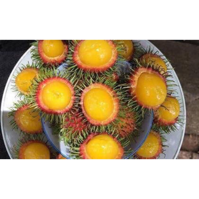anak pokok rambutan isi kuning | Shopee Malaysia