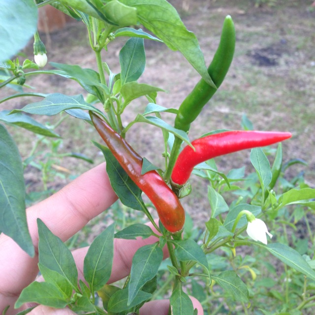 10pcs Biji Cili (Cili Jenis Dalam Gambar) | Shopee Malaysia