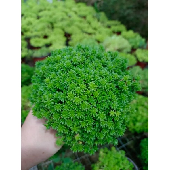 Bunga Sedum ( Hijau ) L size | Shopee Malaysia