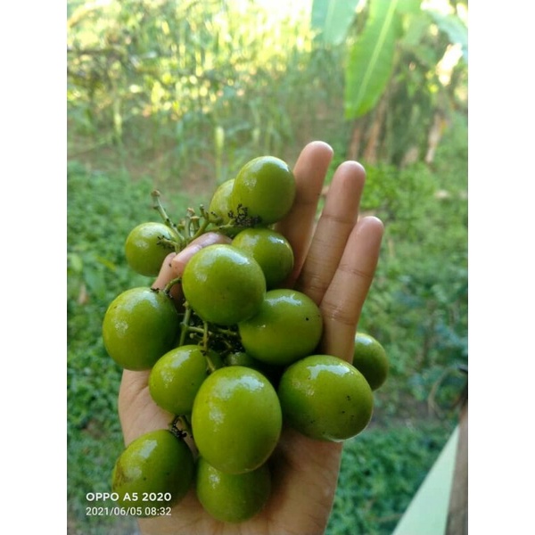 Buah star muda (Gemiau) | Shopee Malaysia