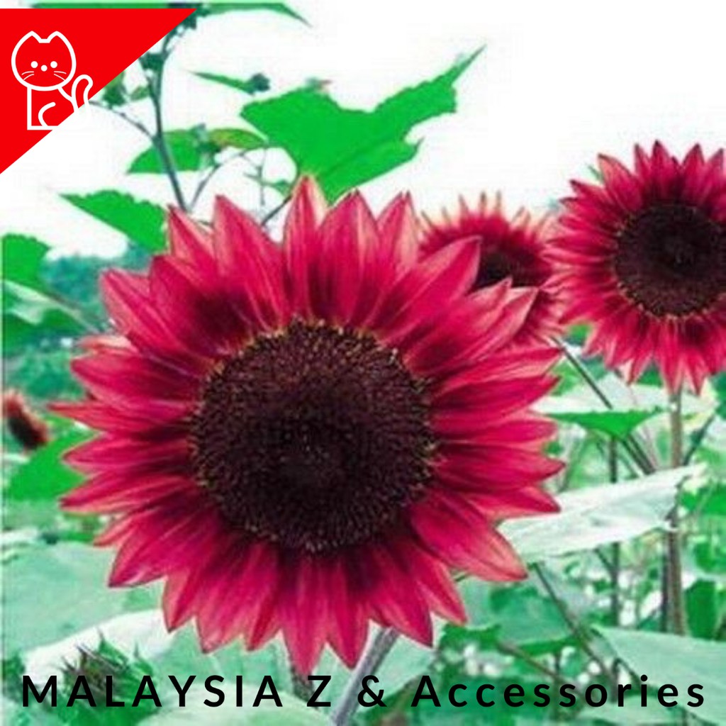 Red Sunflowers Seeds / Benih Bunga Matahari Merah Ready Stock ...