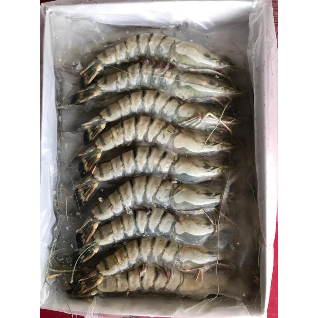 Tiger Prawn / Udang Harimau XL/M/S (kl,selangor and putrajaya only ...