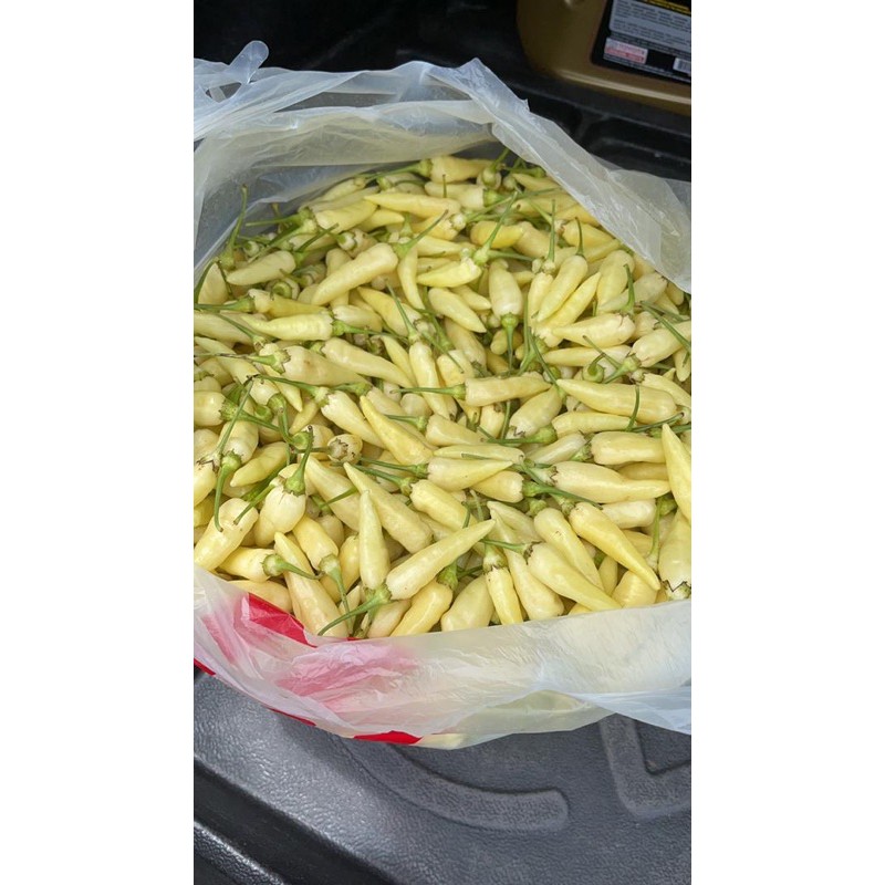 lada putih sabah-🌶350g-rm10/1kg-rm30🌶 | Shopee Malaysia