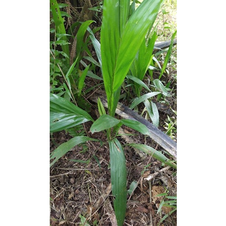 Anak Sawit Liar Baka Felda (5 anak pokok) | Shopee Malaysia
