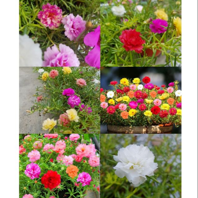 10 batang Keratan Pokok Bunga Ros Jepun /Portulaca Grandis/Japanese ...