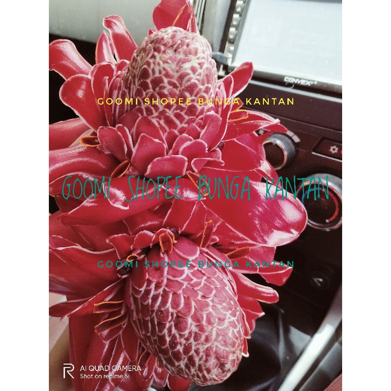 Gomi RIZOM / ANAK POKOK BUNGA KANTAN MERAH / bibit | Shopee Malaysia Gomi RIZOM / ANAK POKOK BUNGA KANTAN MERAH / bibit | Shopee Malaysia