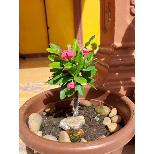 Mahkota Duri/ Pokok Legend/ Pokok Berduri/ Bunga Pink | Shopee Malaysia