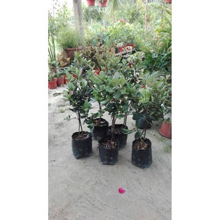 Pokok Kemunting .. Pokok Legend/ Liar dan makin pupus | Shopee Malaysia