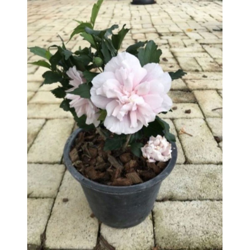 Pokok Bunga Raya Carnation Soft Pink Berlapis / Soft Pink Hibiscus ...