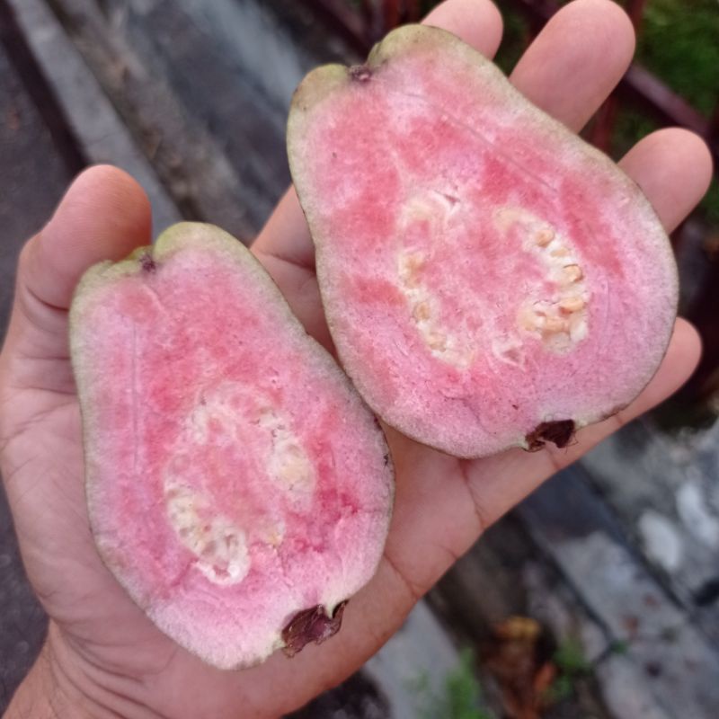 Anak Pokok purple Guava/Guava/Jambu batu purple | Shopee Malaysia