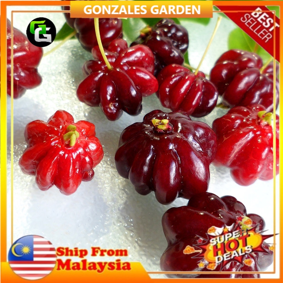 Anak Pokok Cermai Mekah Surinam Ceri Cherry Cermai Belanda Cermai Merah ...