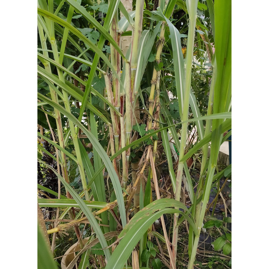 Pokok Tebu Telur (Anak Pokok/Keratan) | Shopee Malaysia