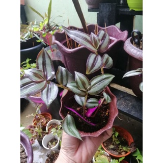 pokok telinga kera purple murah | Shopee Malaysia