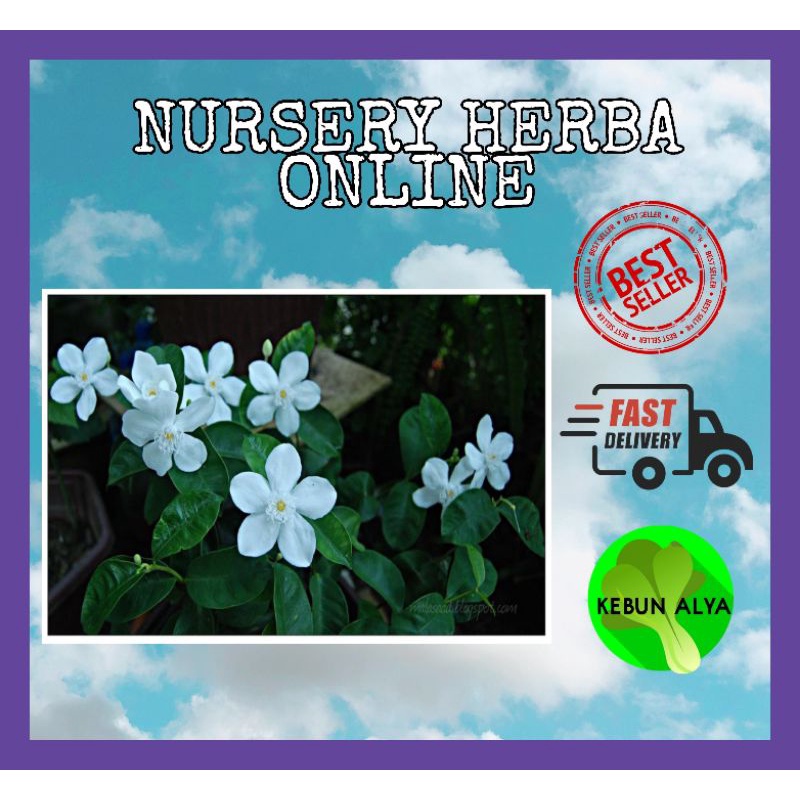 ANAK POKOK BUNGA JASMIN | Shopee Malaysia