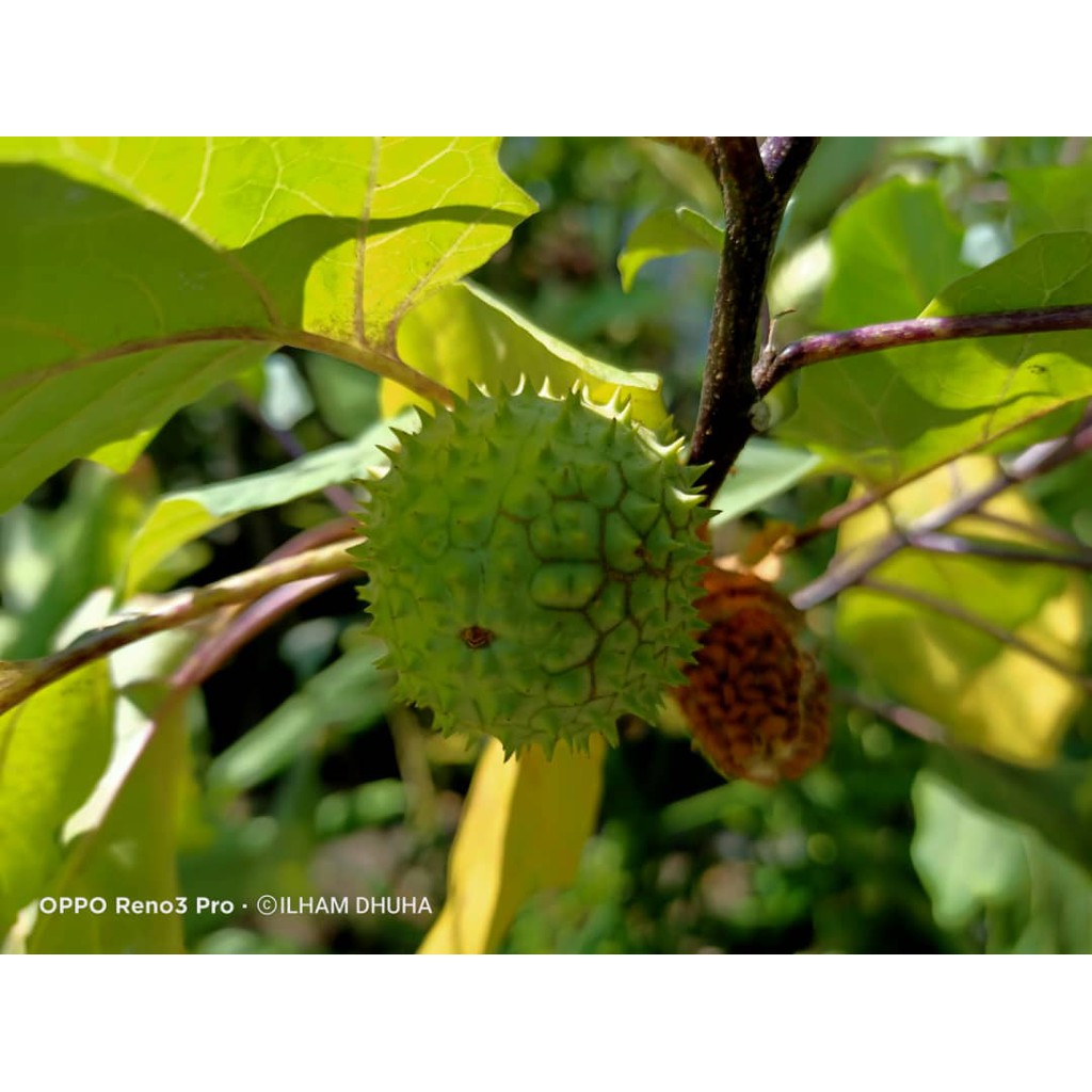BUAH TERUNG PUNGAR / BUAH MUDA / TERUNG PUNGAR / BUAH KECUBUNG | Shopee ...