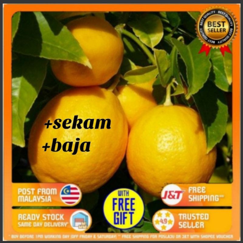 pokok lemon Australia HYBRID 🍋 "CEPAT BERBUAH" | Shopee Malaysia