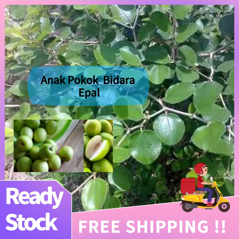 Ready Stock ( FREE SHIPPING ) Anak Pokok Bidara Apple / Anak Pokok Epal ...