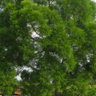 Anak Pokok Rhu Pantai Pokok Stabil | Shopee Malaysia