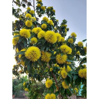 Golden Penda Pink Penda real plant flower yellow dwarf pokok cantik ...
