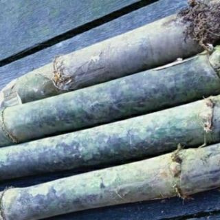 1 Pokok Buluh Betong (Dendrocalamus asper / Giant Bamboo / Dragon ...