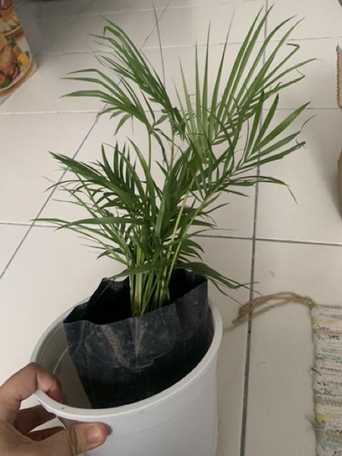 REAL LIVE PLANT JAVA PALM WITH POLYBAG GARDENING INDOOR PLANT POKOK ...