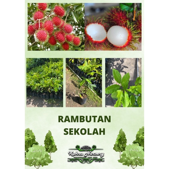 Rambutan Sekolah / Pokok Hybrid / Mokte Anak Sekolah / Pokok Mokte ...