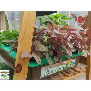 🔥 HIDROPONIK SET 🔥 / HYDROPONIC SET KIT STARTER™ 🎁 6 NETT 🎁 FULLSET ...