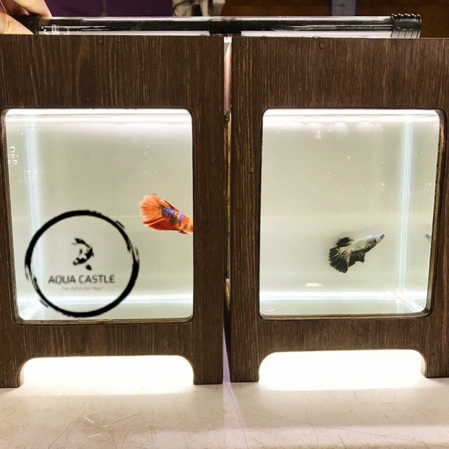 Wooden Fomega Frame Betta Glass Tank/ Betta Glass Tank Tower | Shopee ...