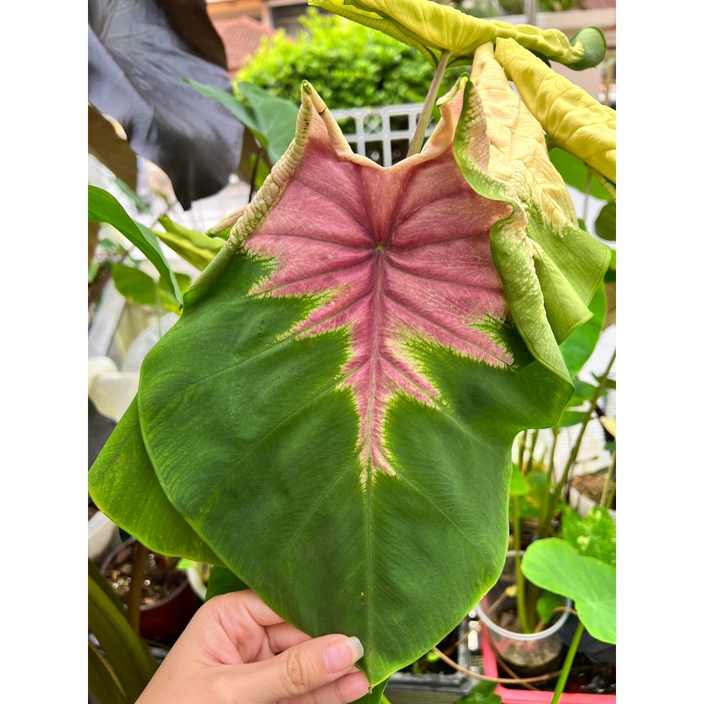 RARE Colocasia Dues Solis Rare Live Plant Pokok Hidup Keladi Viral ...