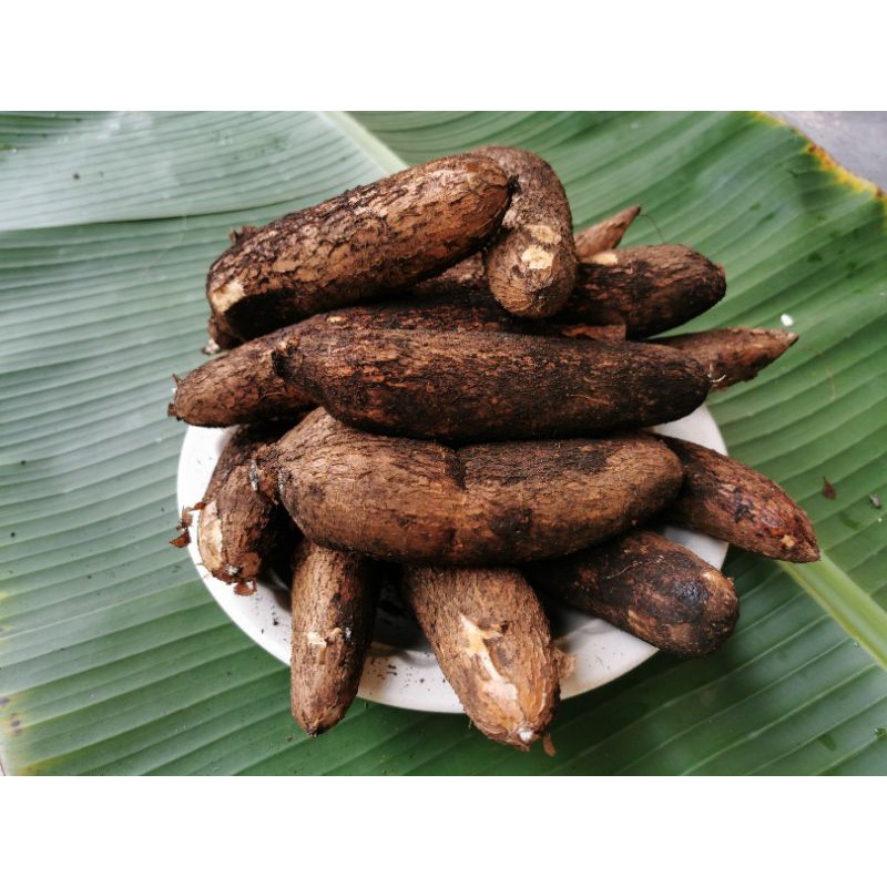 Ubi hitam Organic Black Tapioca | Shopee Malaysia