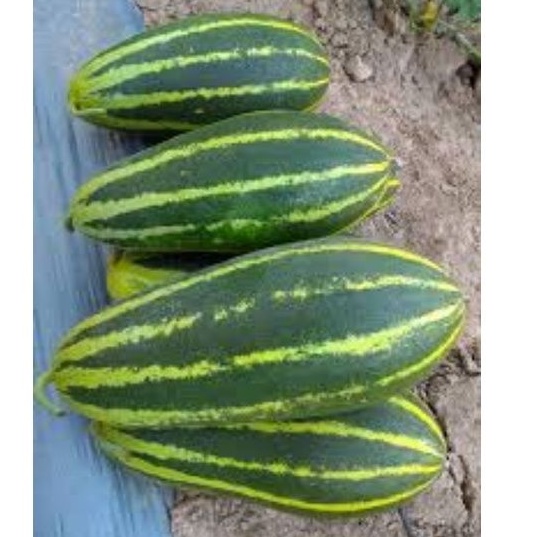 Biji benih buah timun betik/aceh atau thai melon 10 pcs | Shopee Malaysia