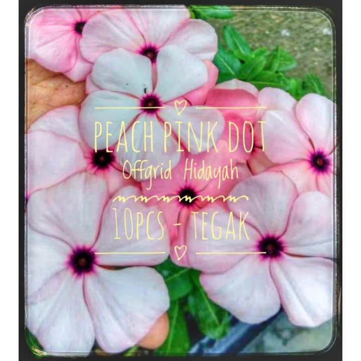 VINCA TEGAK PEACH PINK DOT HITAM (70) - 10PCS | Shopee Malaysia