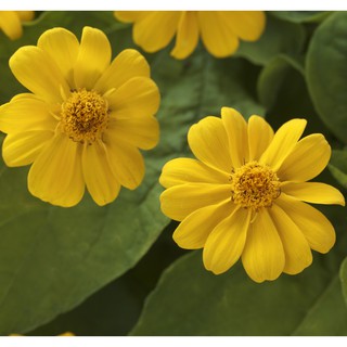 Melampodium Jackpot Gold (10 seeds) 黄帝菊：大奖金系列 Butter Daisy Flower Seeds ...